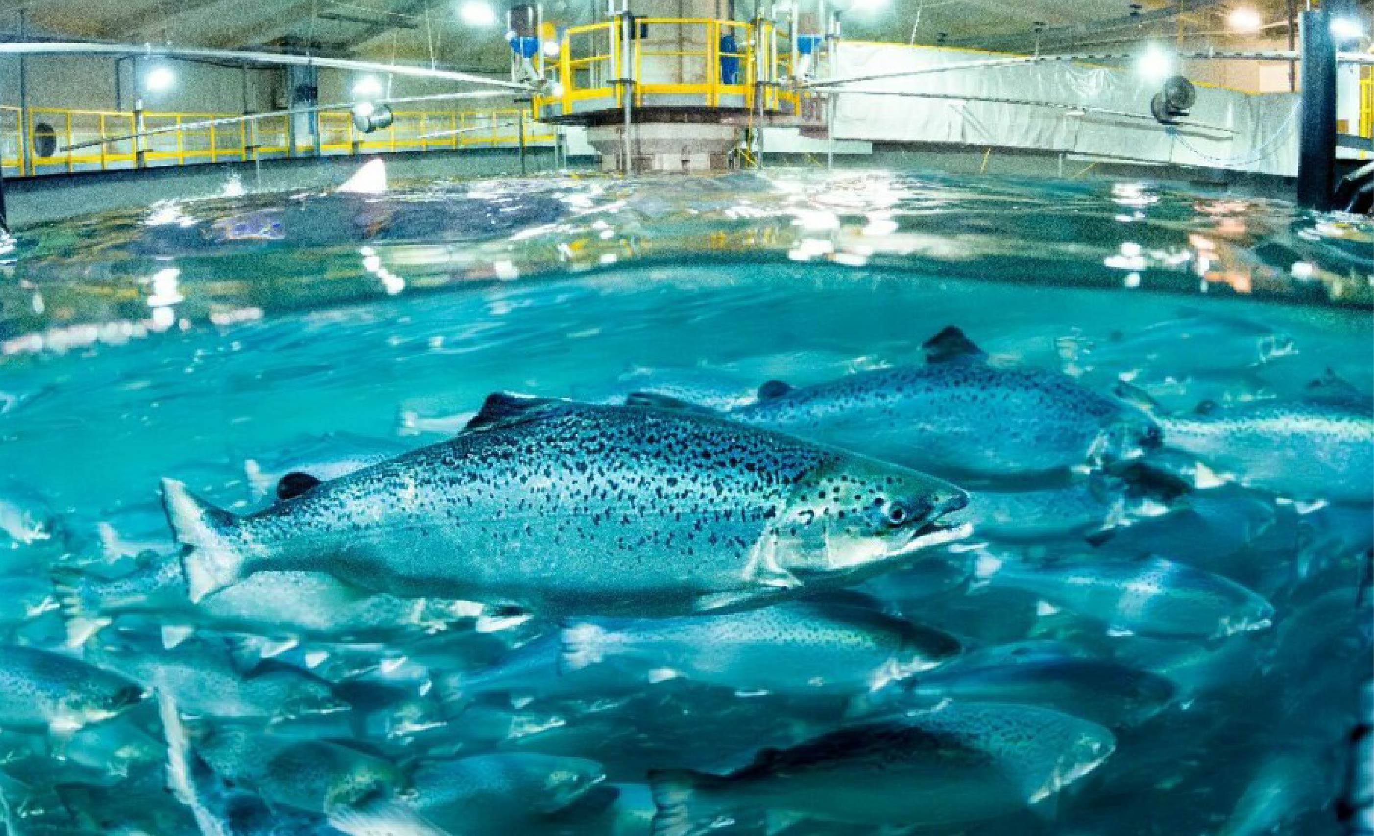 THE FUTURE FISH FARM SUMMIT